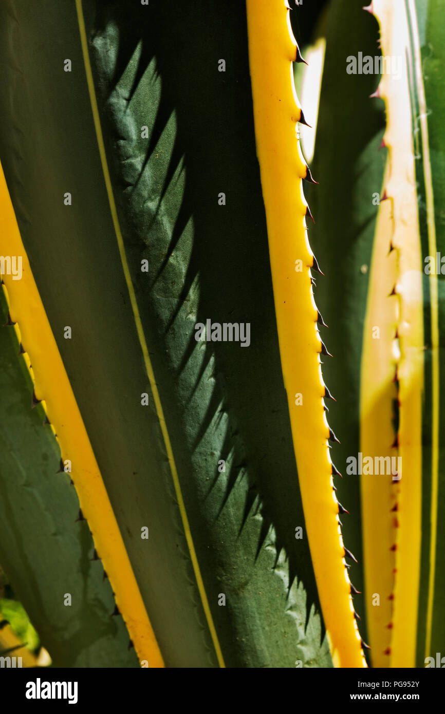 Yellow margin century plant hi-res stock photography and images - Alamy