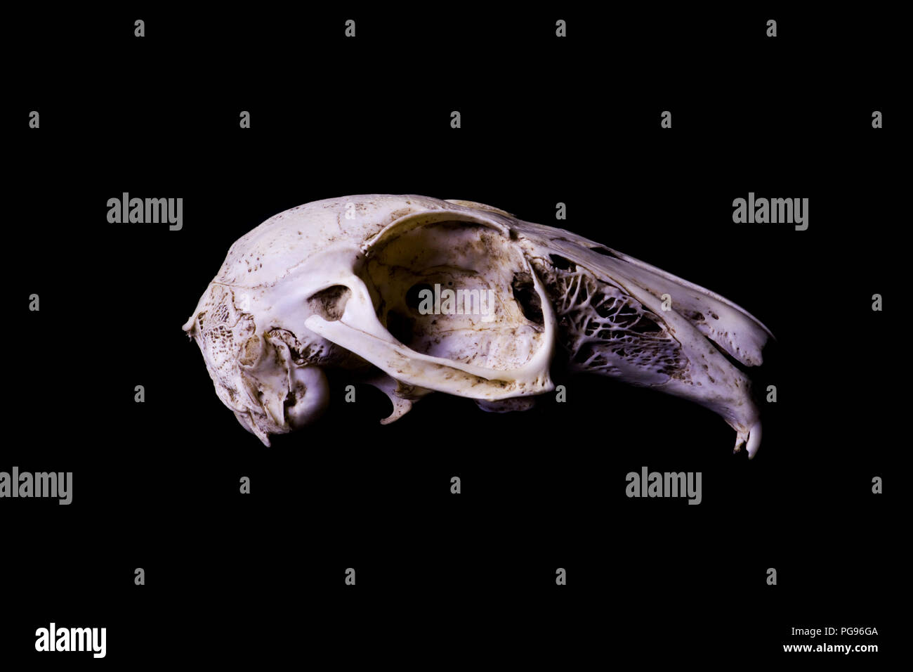 Death rabbit hi-res stock photography and images - Alamy