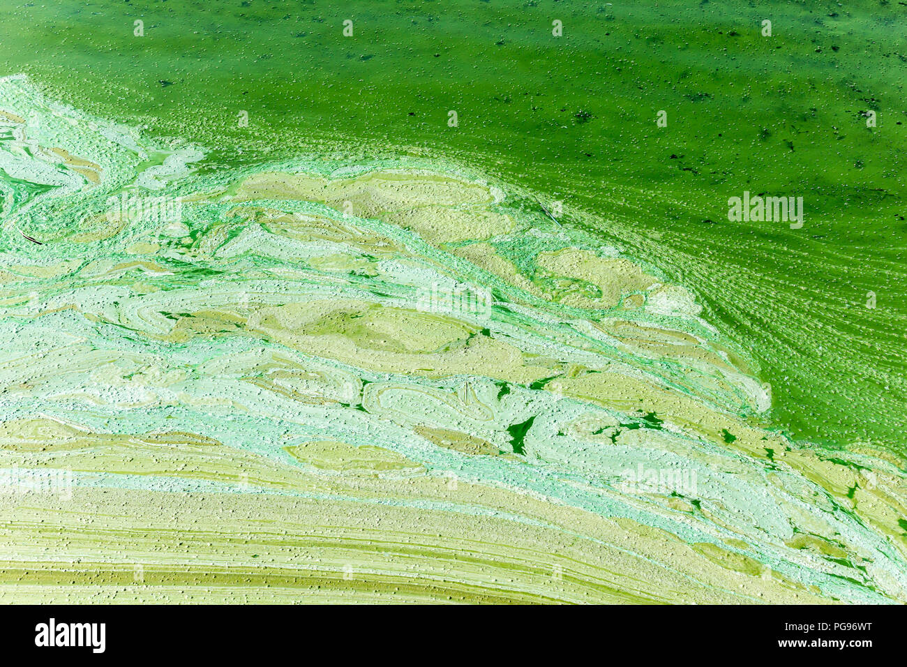 Harmful algal bloom hi-res stock photography and images - Alamy