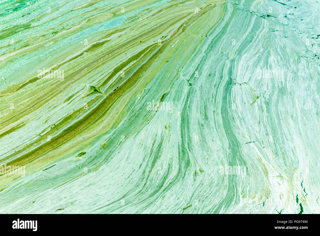 Algal bloom.Phytoplankton blooms in the sea or freshwater.Abstract ...