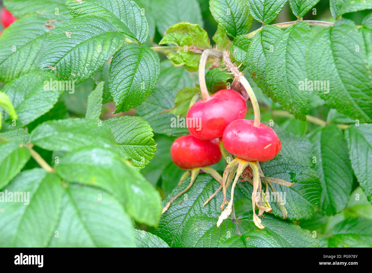Three red Rosehips ripening on the Rosa Rugusa shrub in late summer in ...