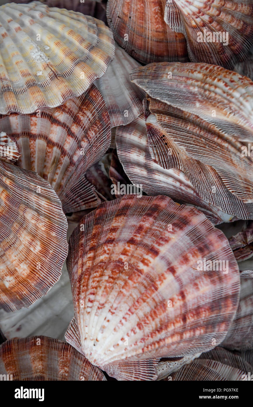 Lions paw scallop seashell hi-res stock photography and images - Alamy