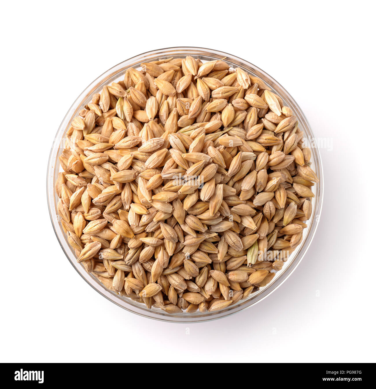 Barley Seeds