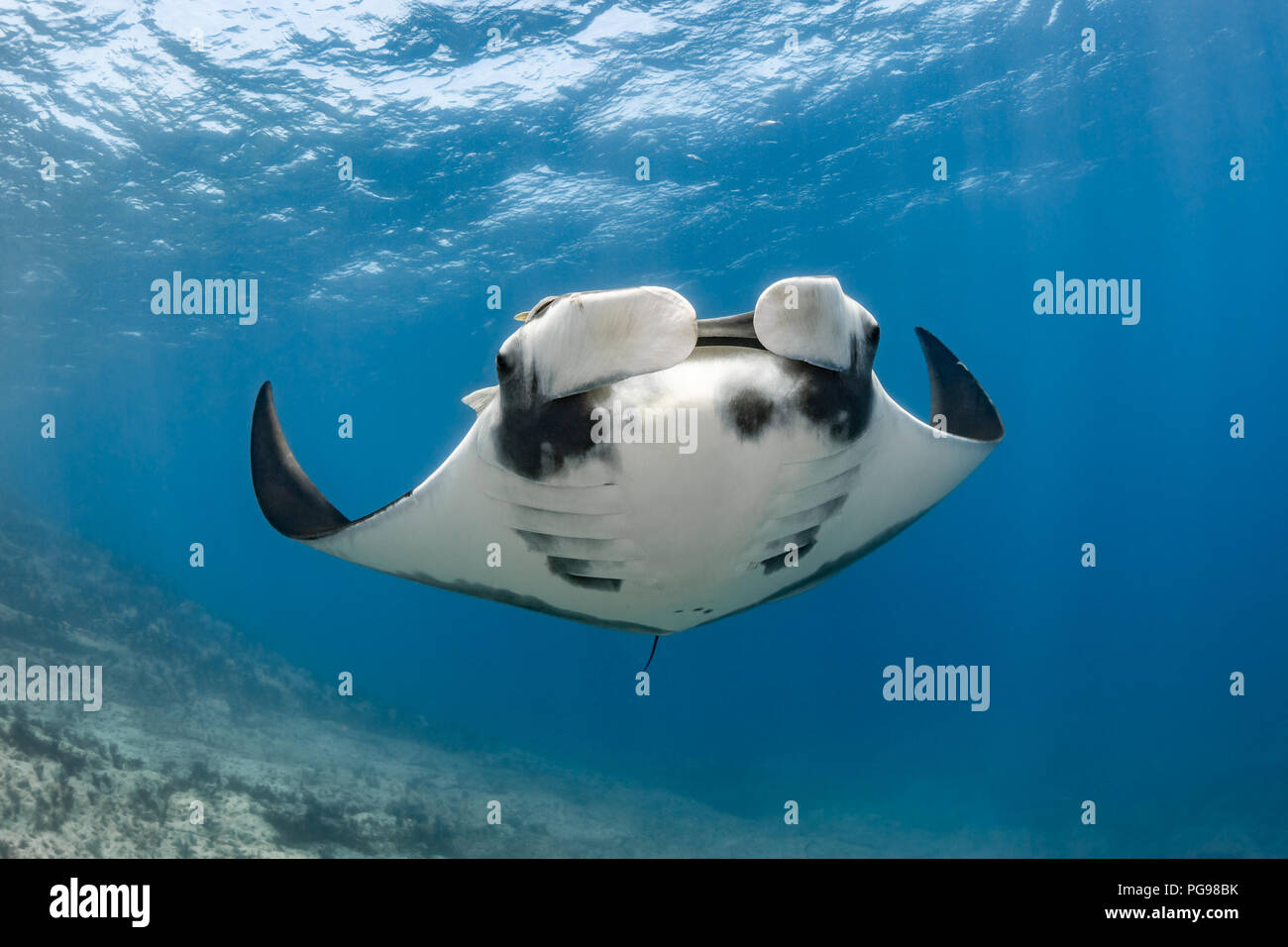 Giant Pacific Manta Ray at La Reina, Sea of Cortez (Manta birostris ...