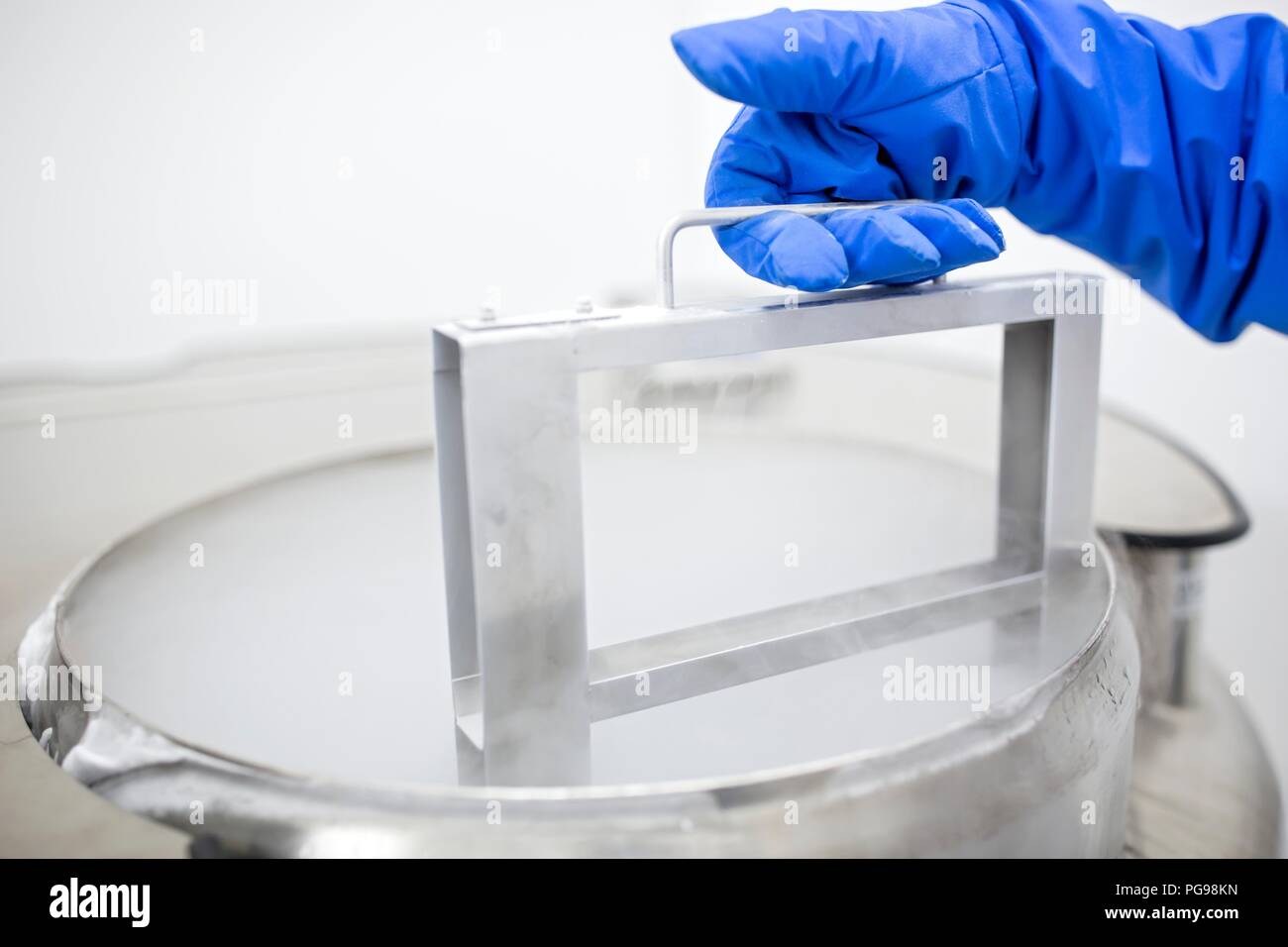 Technician storing stem cell samples in cryostorage. They have been ...