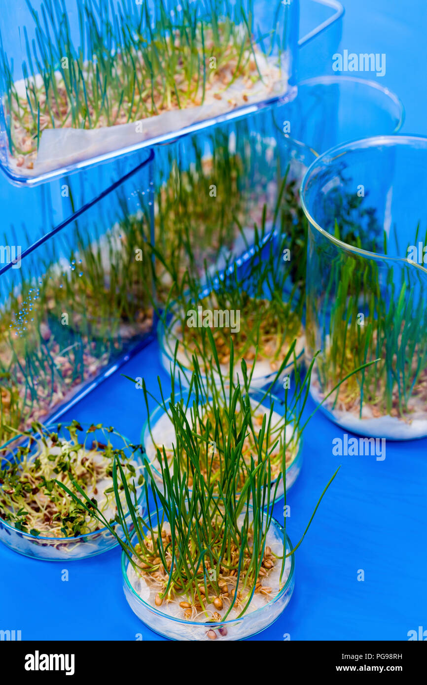 Plant research, conceptual image Stock Photo - Alamy