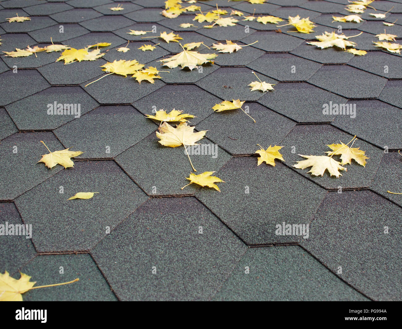 Autumn maple leaves on a cover of roofing material Stock Photo - Alamy