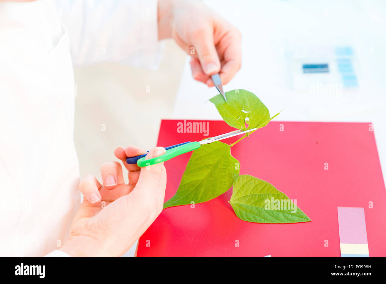 Plant research, conceptual image Stock Photo - Alamy