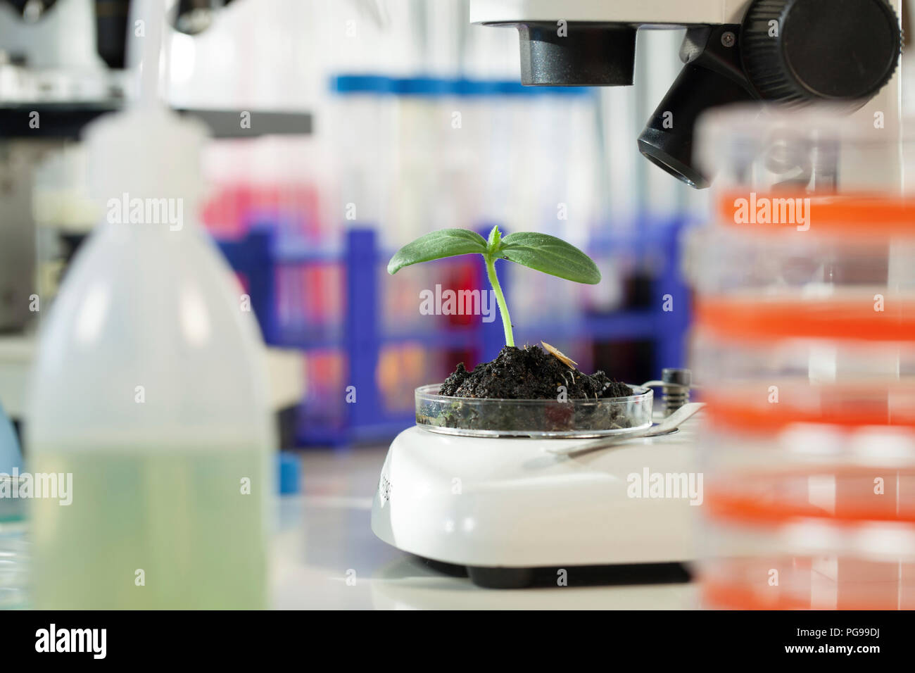 Plant research, conceptual image Stock Photo - Alamy