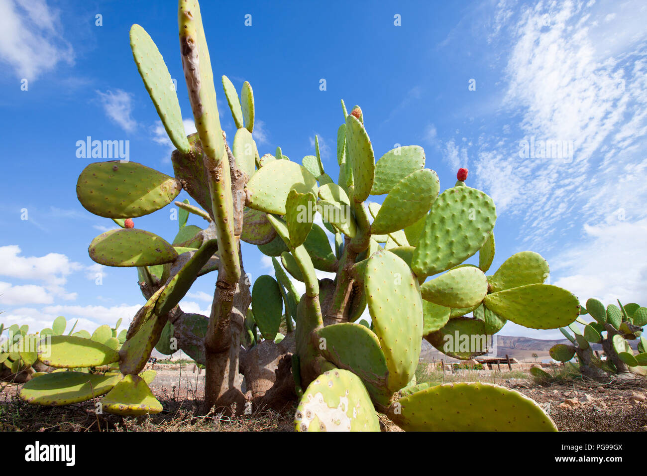 Cactus. Photographed in Arizona, USA Stock Photo - Alamy