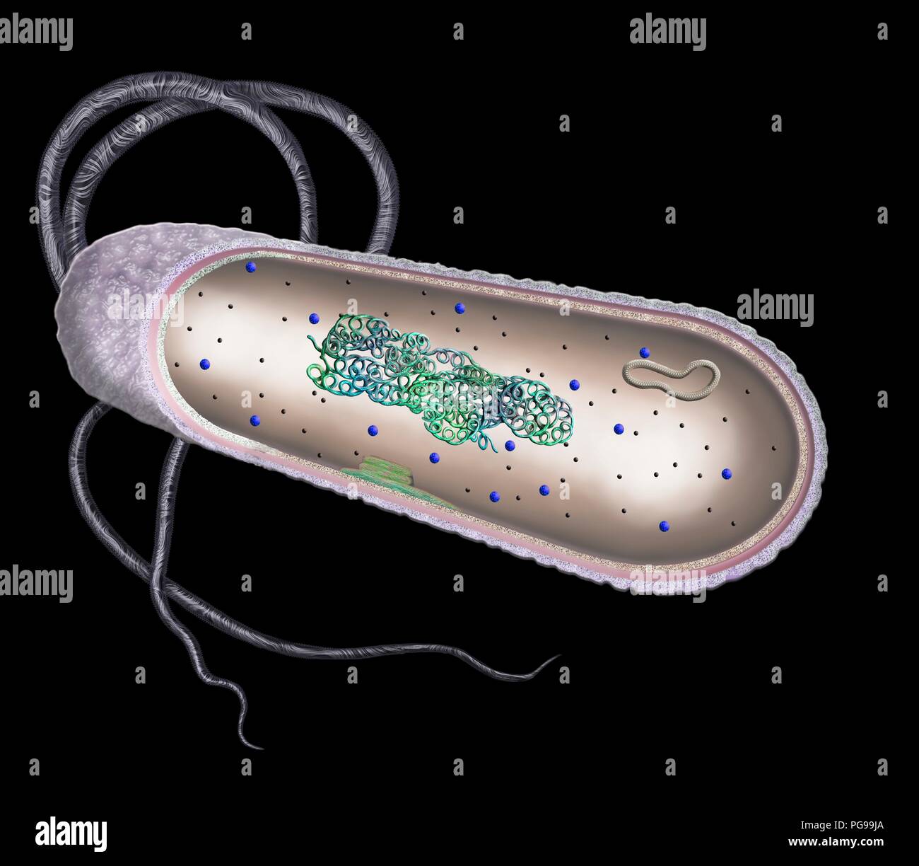 Bacterial cell. Cut-away illustration of the inner structure of a ...