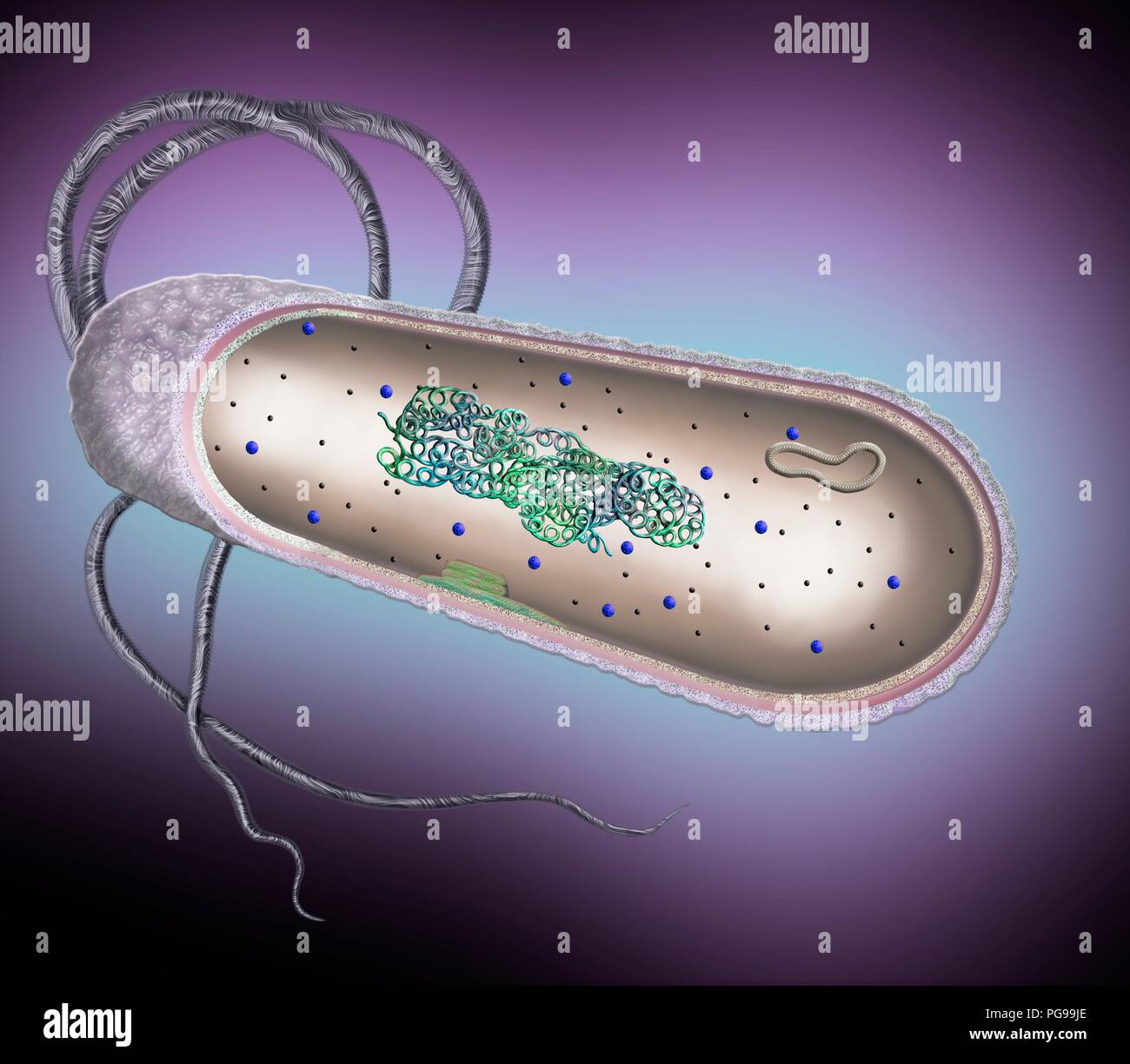 Prokaryotic Cell High Resolution Stock Photography and Images - Alamy