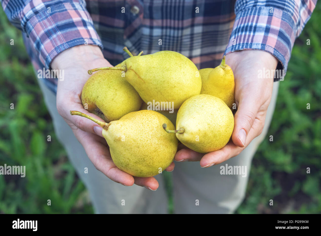 Hands holding pears hi-res stock photography and images - Alamy