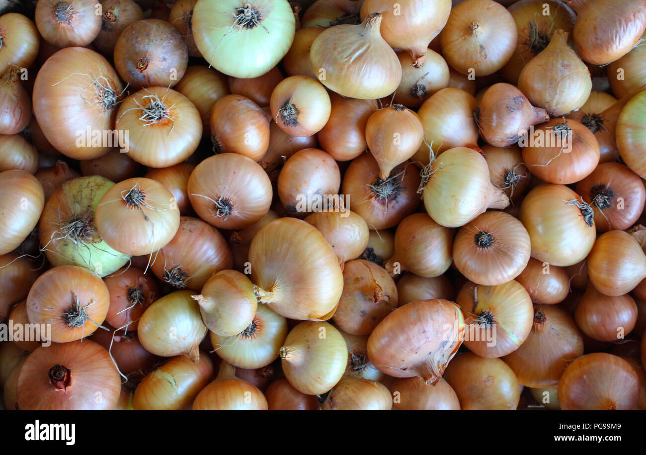 Full frame of fresh, organic onions. Homegrown onion vegetable ...