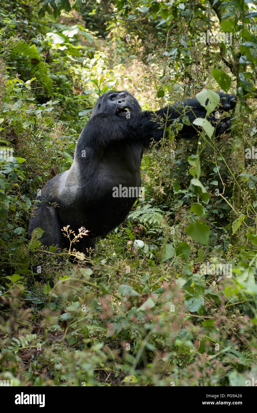 Bwindi national park hi-res stock photography and images - Alamy
