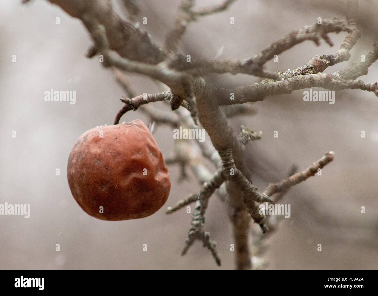 Red apple rotting hi-res stock photography and images - Alamy