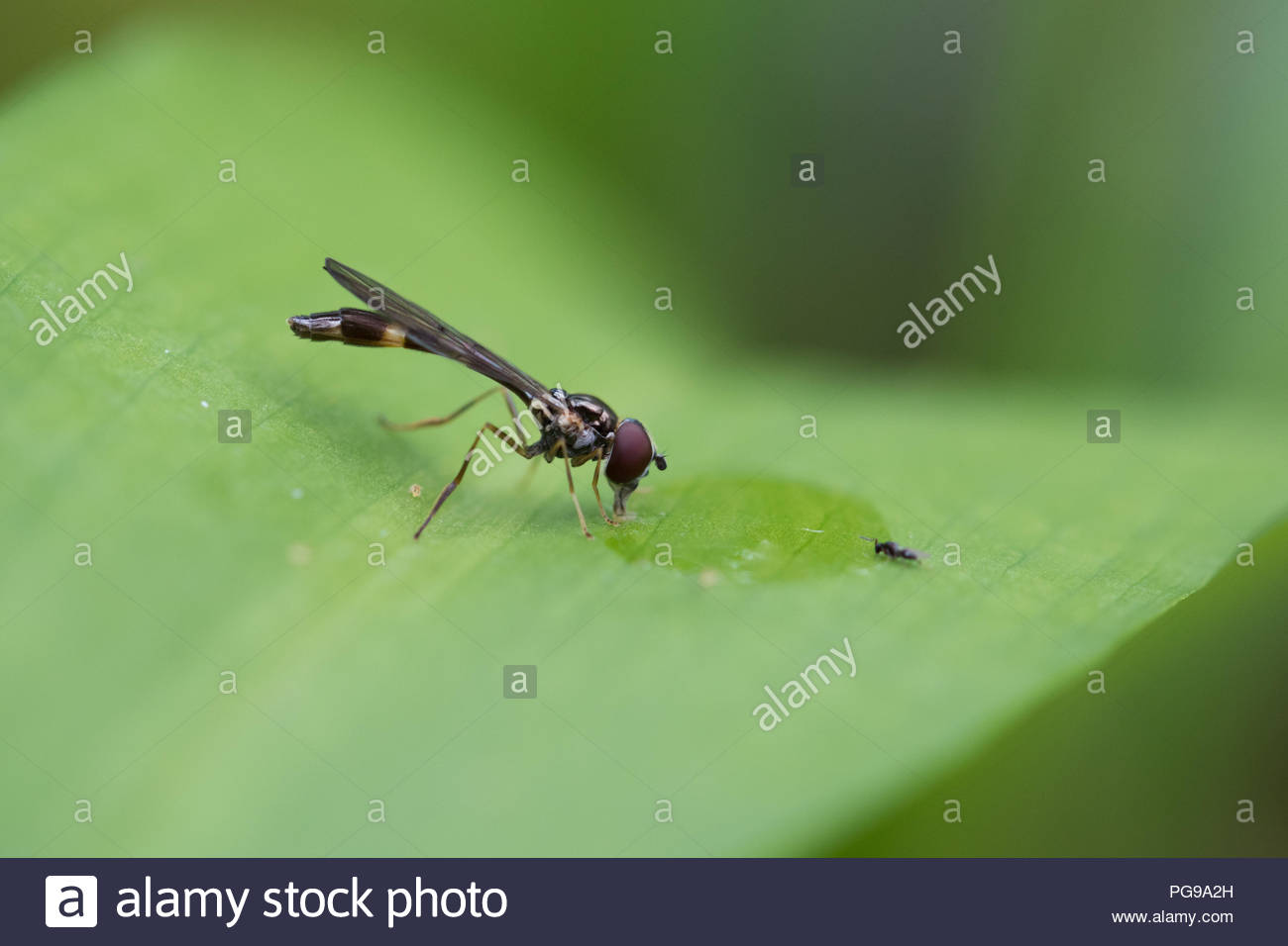 Vena Spuria Stock Photos & Vena Spuria Stock Images - Alamy