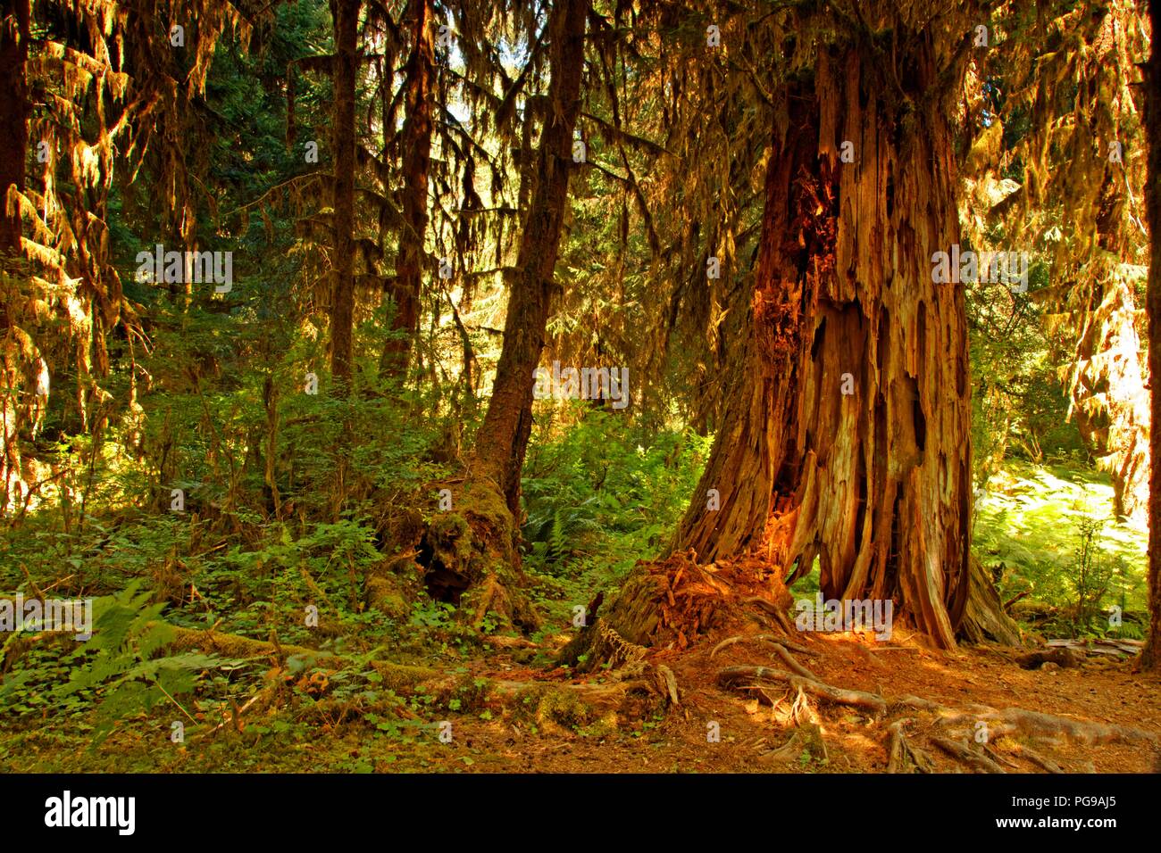 Olympic peninsula washington timber hi-res stock photography and images ...