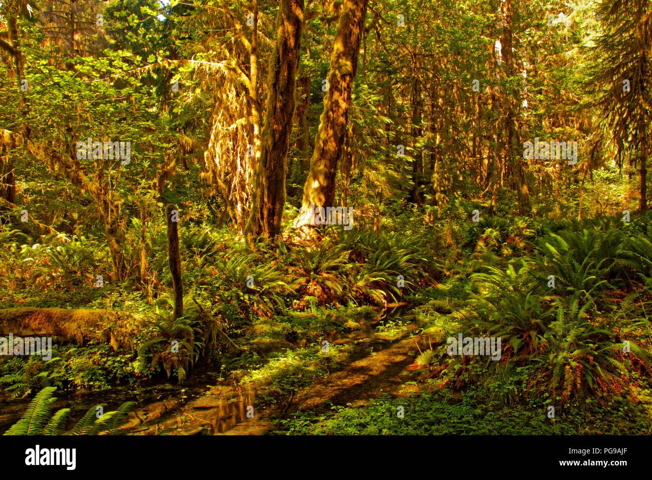 Olympic peninsula washington timber hi-res stock photography and images ...