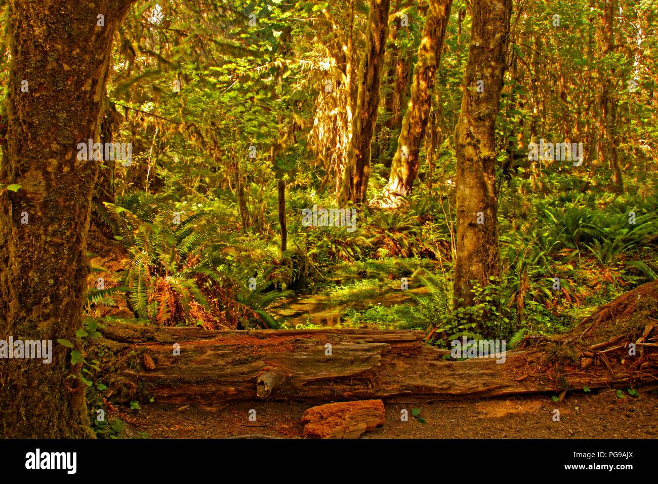 Olympic peninsula washington timber hi-res stock photography and images ...