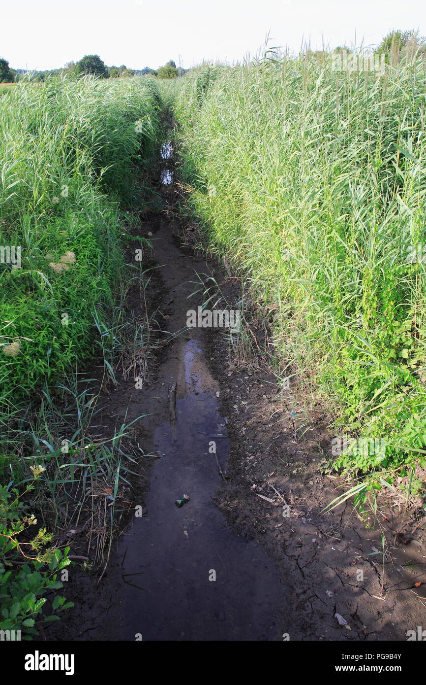 Schlamm baden hi-res stock photography and images - Alamy