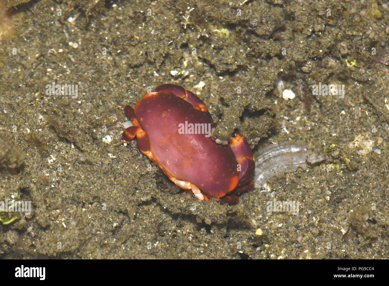 Liomera hi-res stock photography and images - Alamy