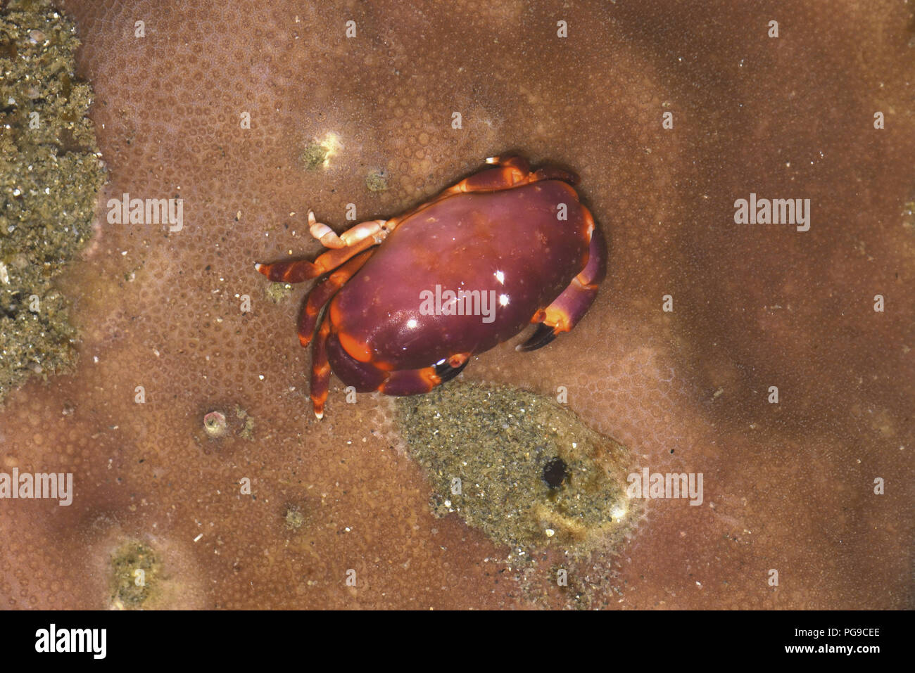 Liomera hi-res stock photography and images - Alamy