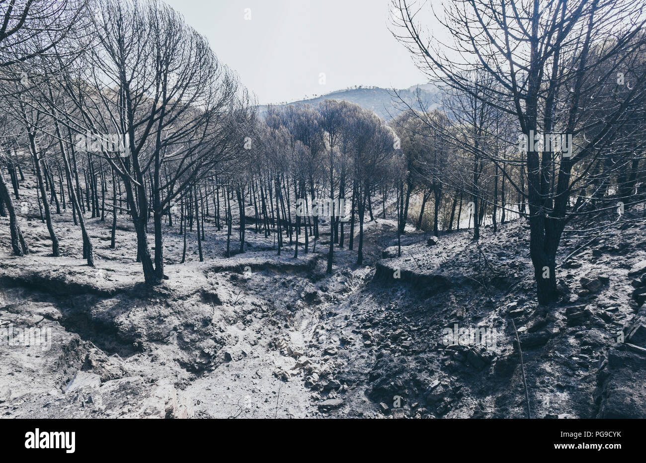 Destruction forest hi-res stock photography and images - Alamy