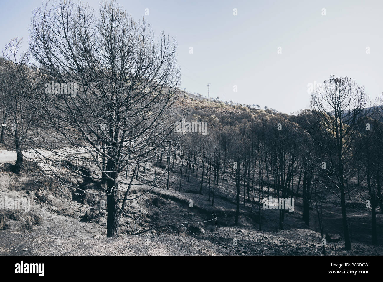 Burned trees after forest fire hi-res stock photography and images - Alamy