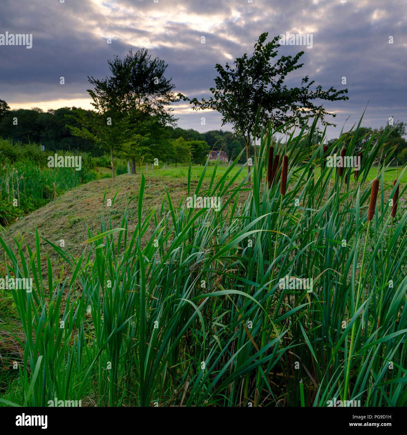 Bullrushes uk hi-res stock photography and images - Alamy