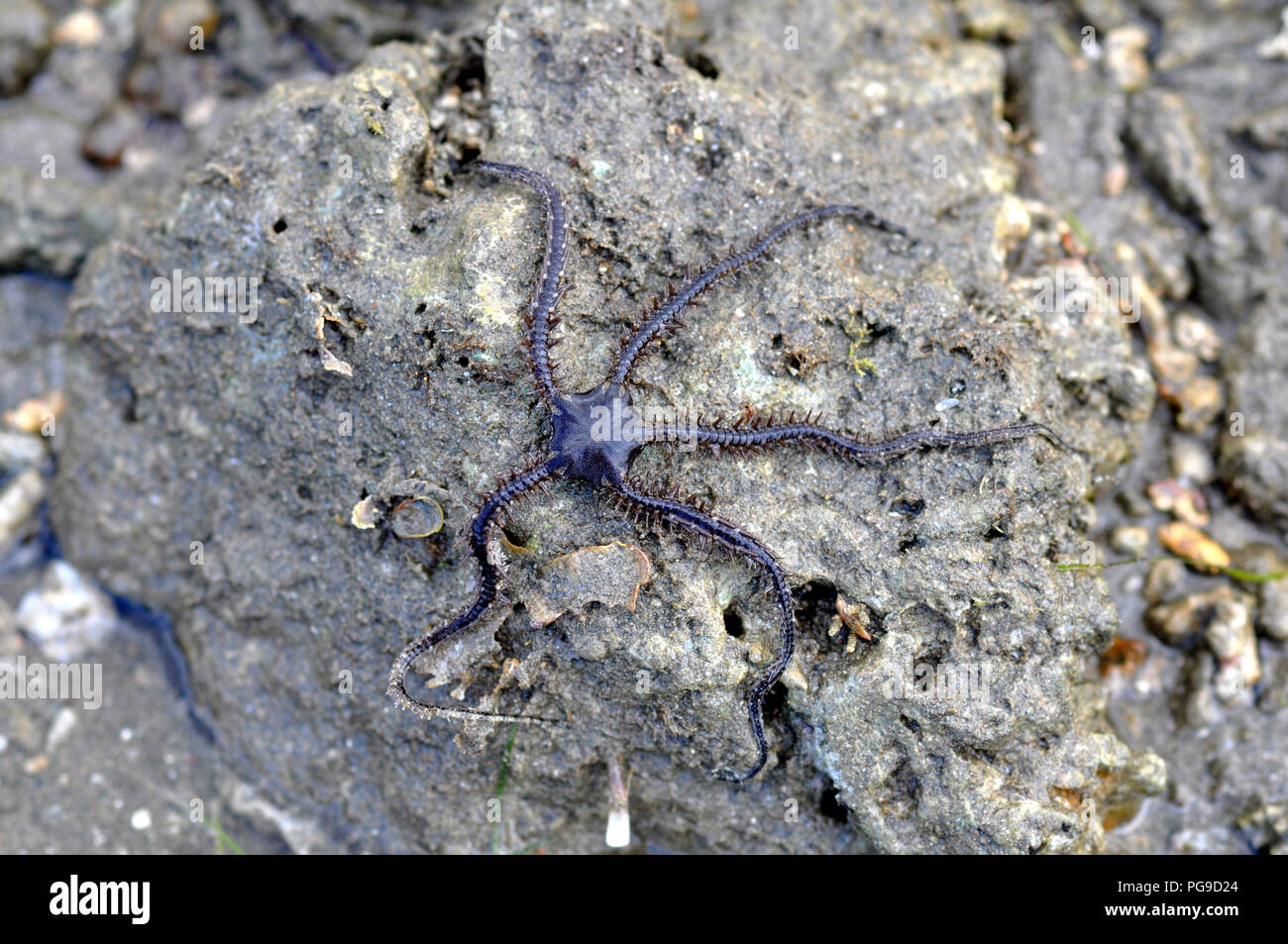 Black brittle starfish hi-res stock photography and images - Alamy
