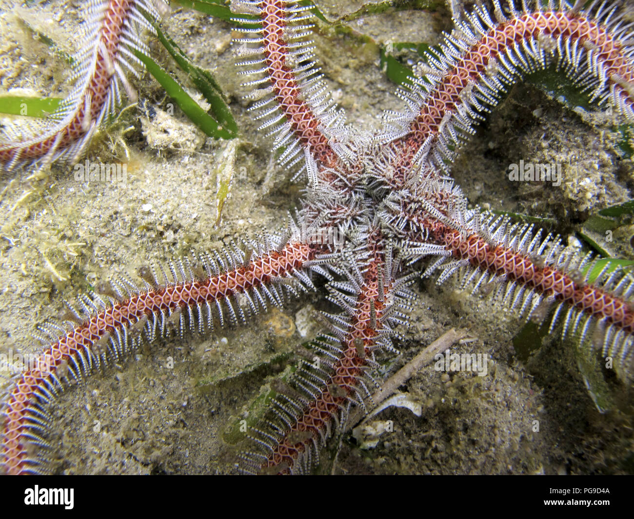 Ophiomastix annulosa hi-res stock photography and images - Alamy