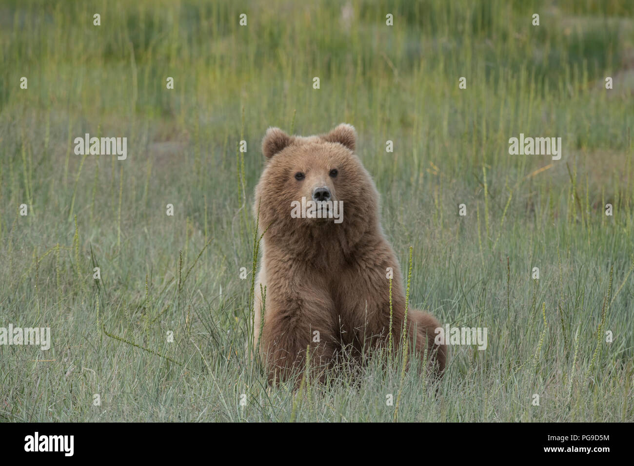 Alaskan coastal brown bear, Lake Clark National Park Stock Photo - Alamy