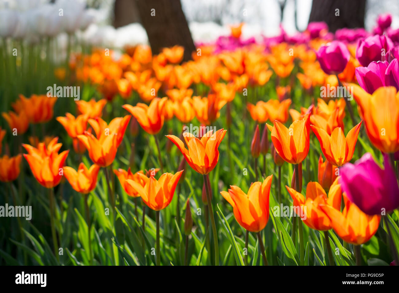 tulips of various colors in nature in spring time Stock Photo - Alamy