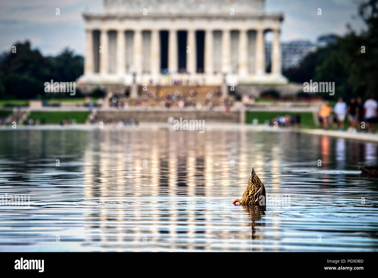 A duck looking for food in reflecting pool at the National Mall in ...