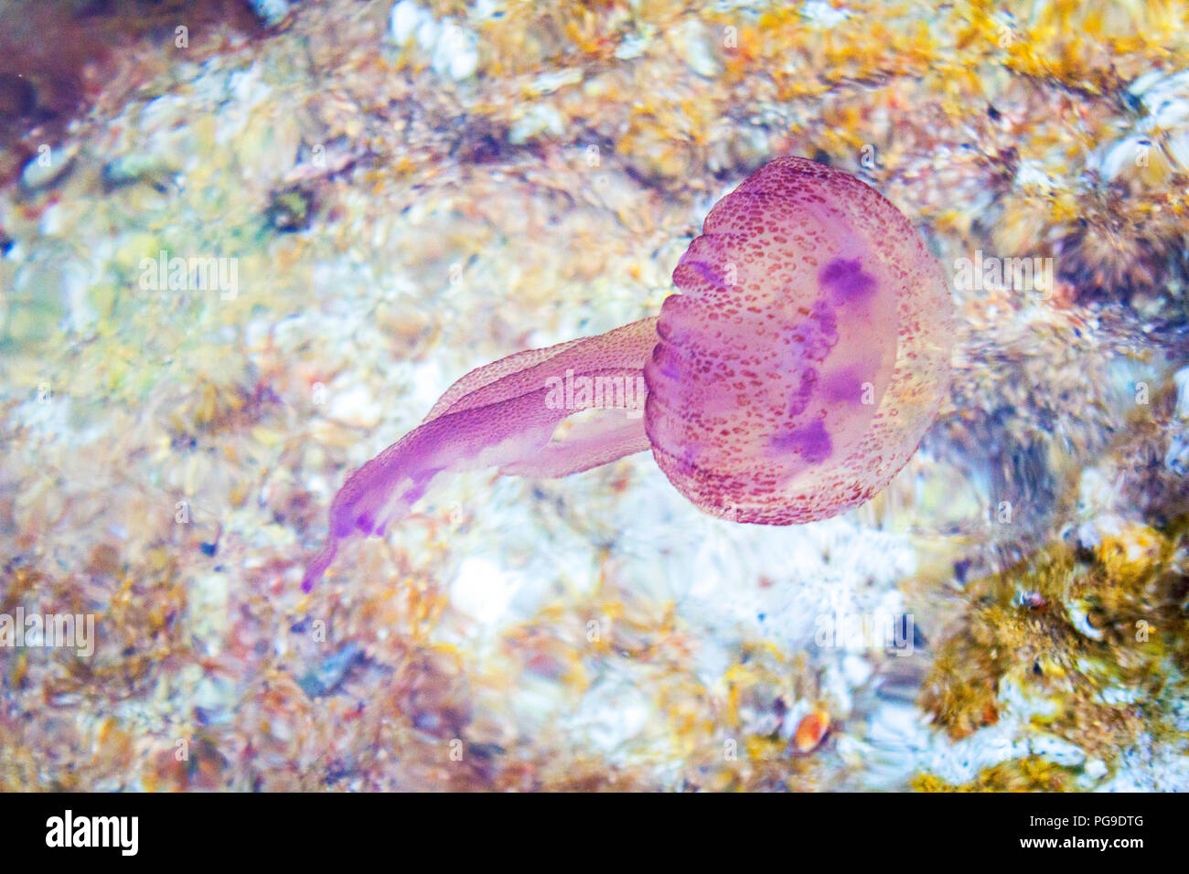 A strange purple jellyfish. Palermo, Sicily. Italy Stock Photo - Alamy