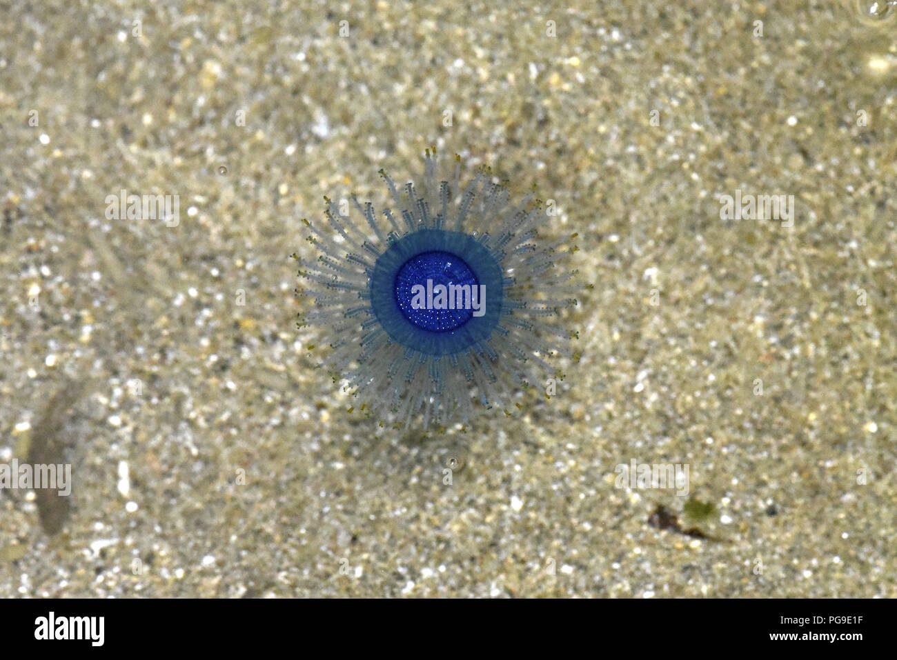 Porpita High Resolution Stock Photography and Images - Alamy