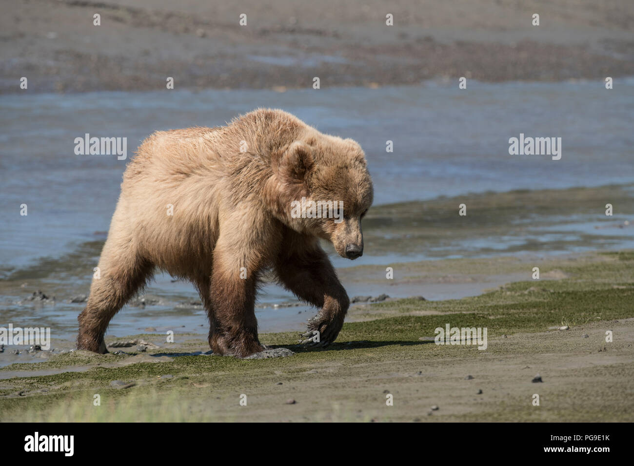 Alaskan coastal brown bear, Lake Clark National Park Stock Photo - Alamy Alaskan coastal brown bear, Lake Clark National Park Stock Photo - Alamy