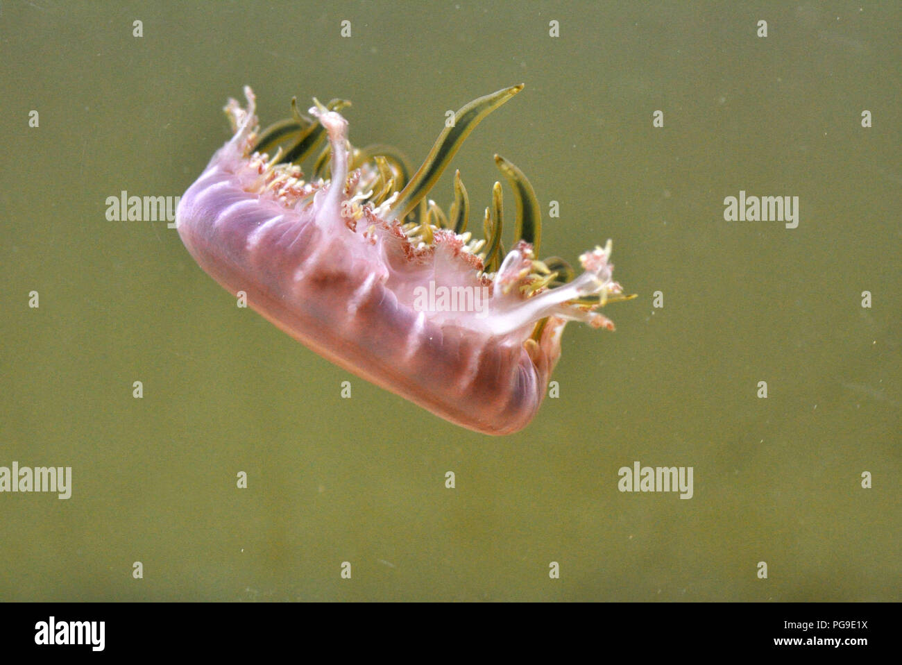 Cassiopea andromeda hi-res stock photography and images - Alamy