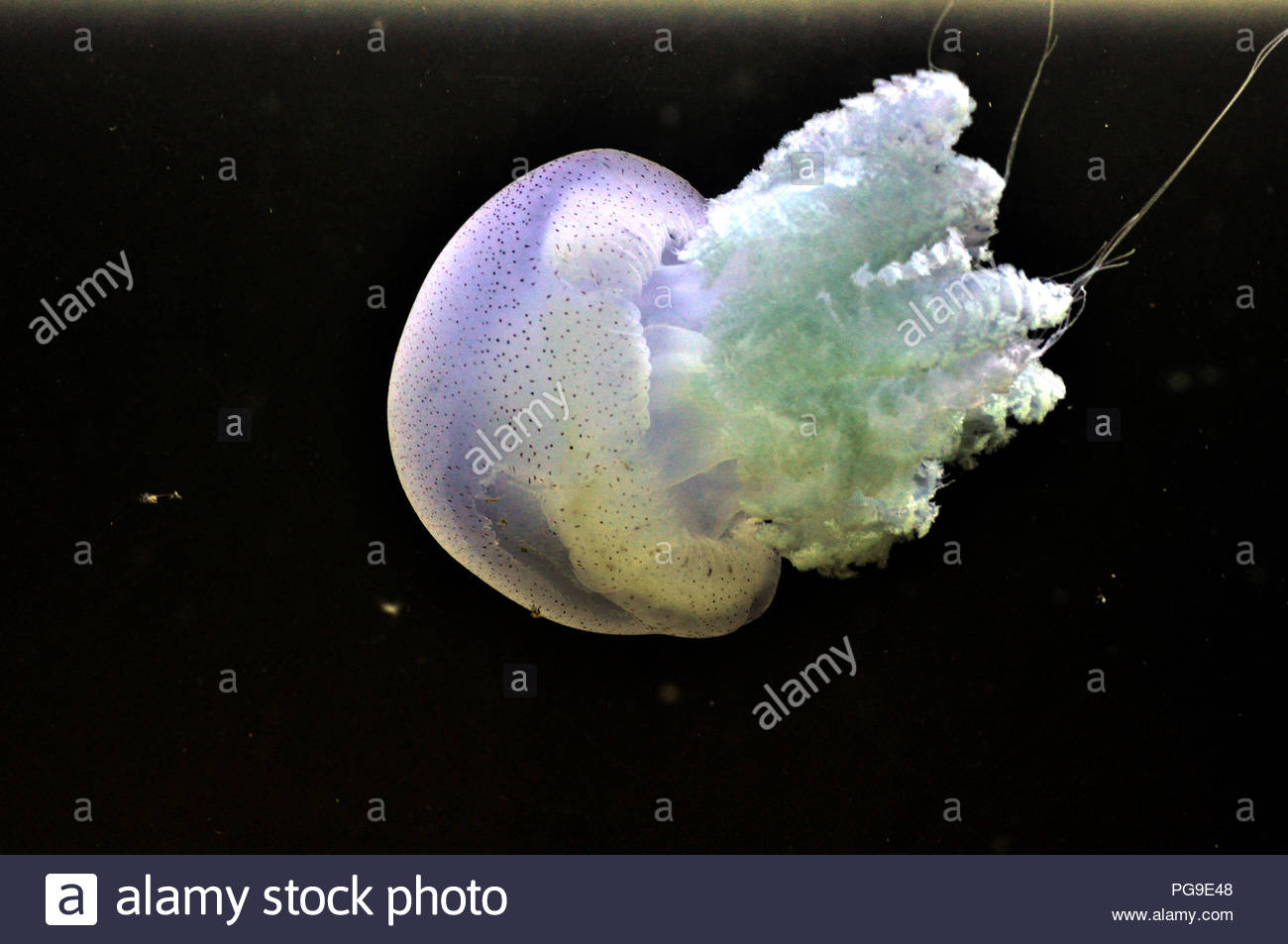 Scyphozoan Stock Photos & Scyphozoan Stock Images - Alamy