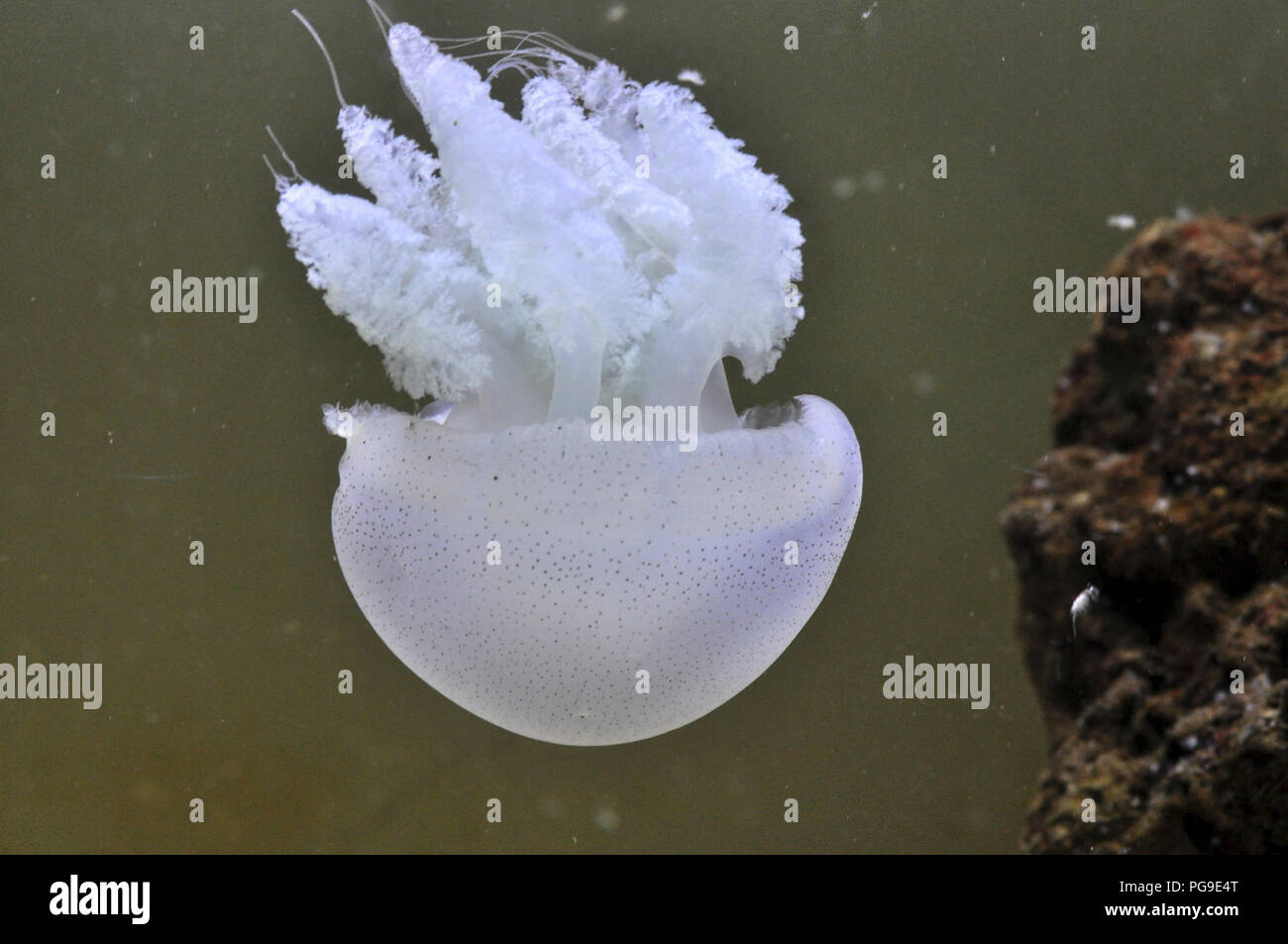 Acromitus flagellatus hi-res stock photography and images - Alamy