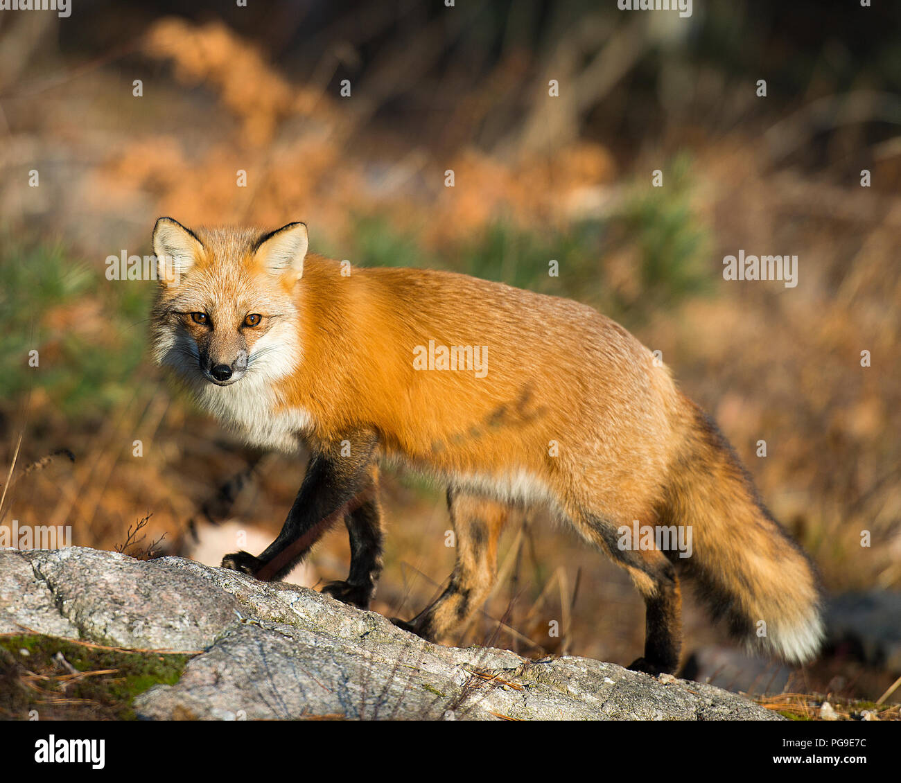 Red Fox animal close-up profile view in its environment and surrounding ...