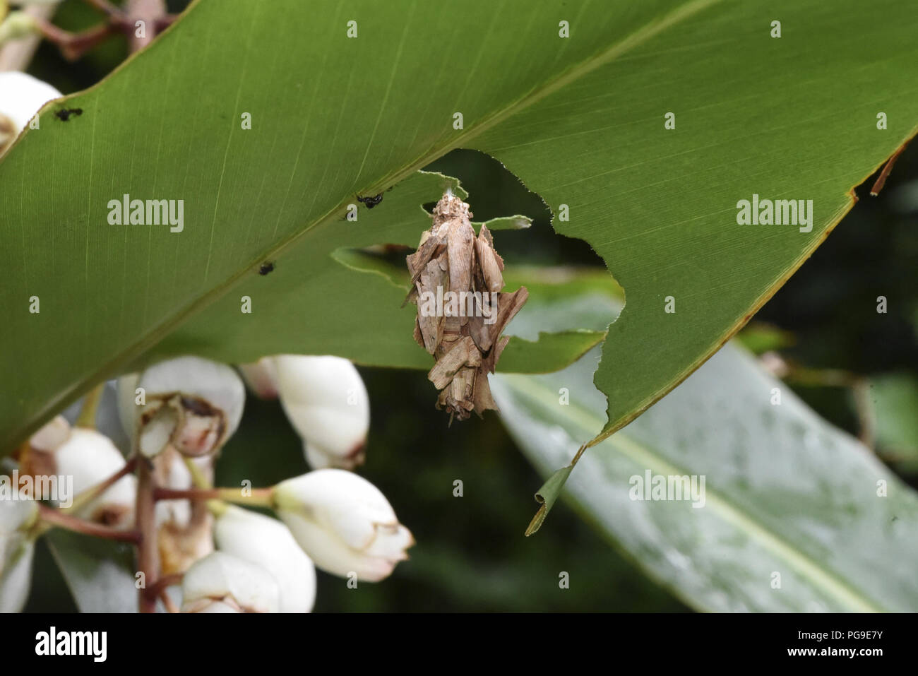 Bagworms High Resolution Stock Photography and Images - Alamy
