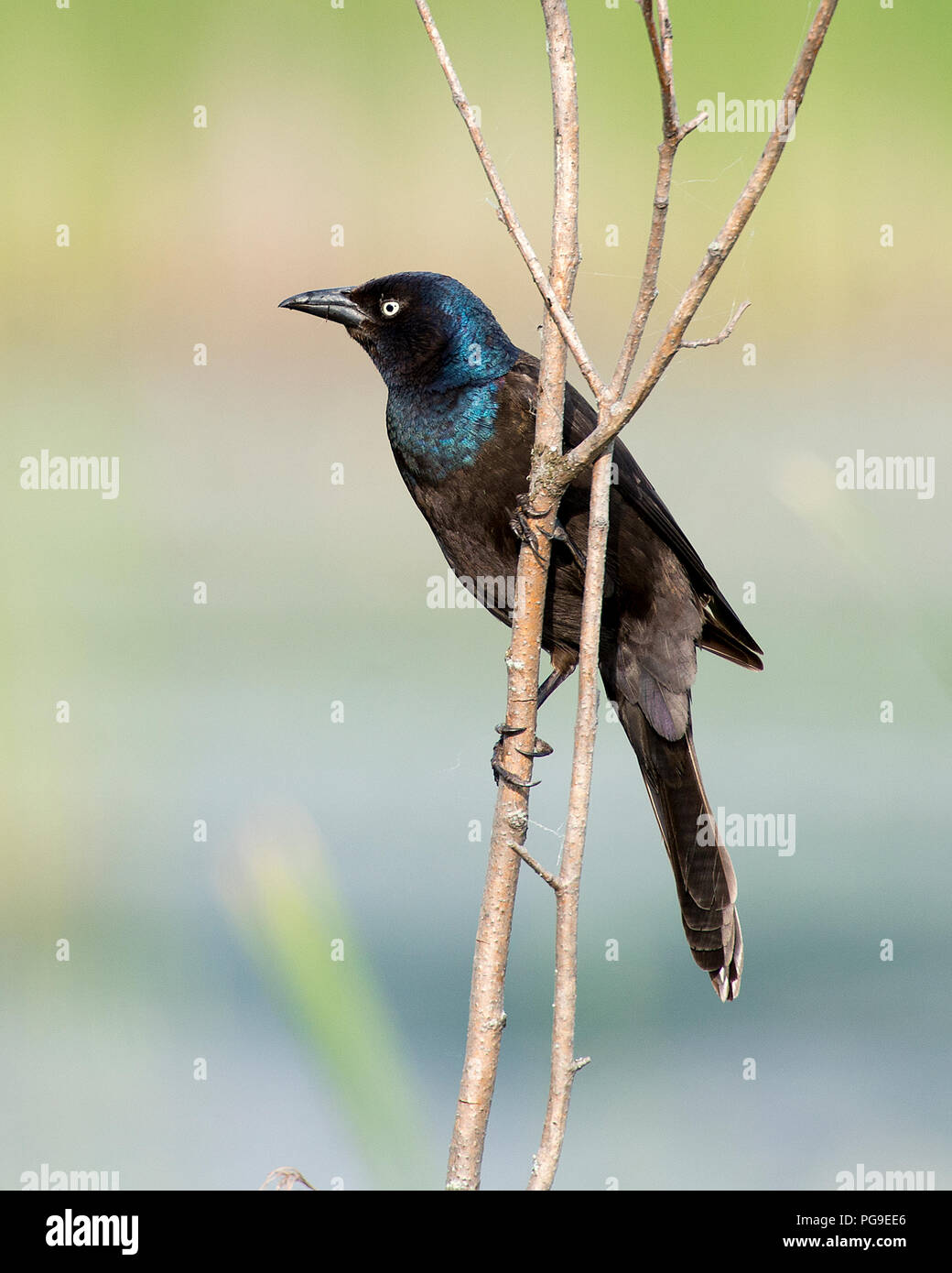 Crackle bird enjoying its surrounding Stock Photo - Alamy