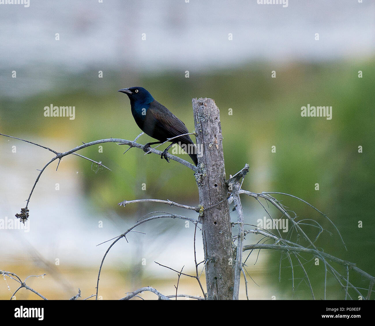 Bird in focus with surrounding branches hi-res stock photography and ...