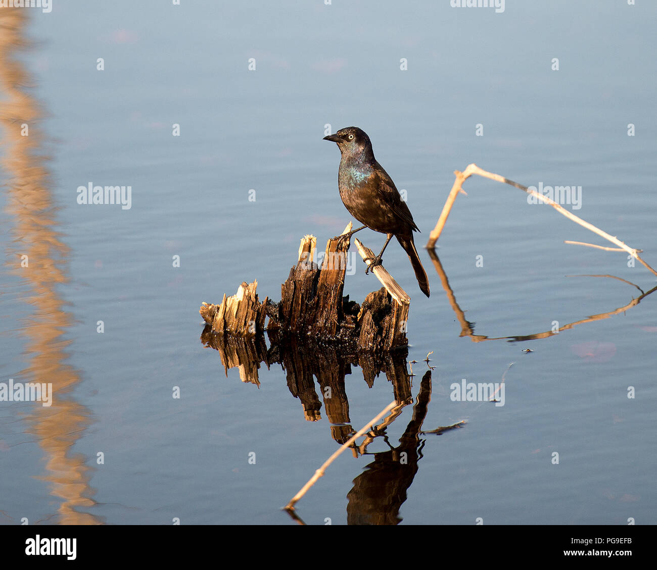 Crackle bird hi-res stock photography and images - Alamy