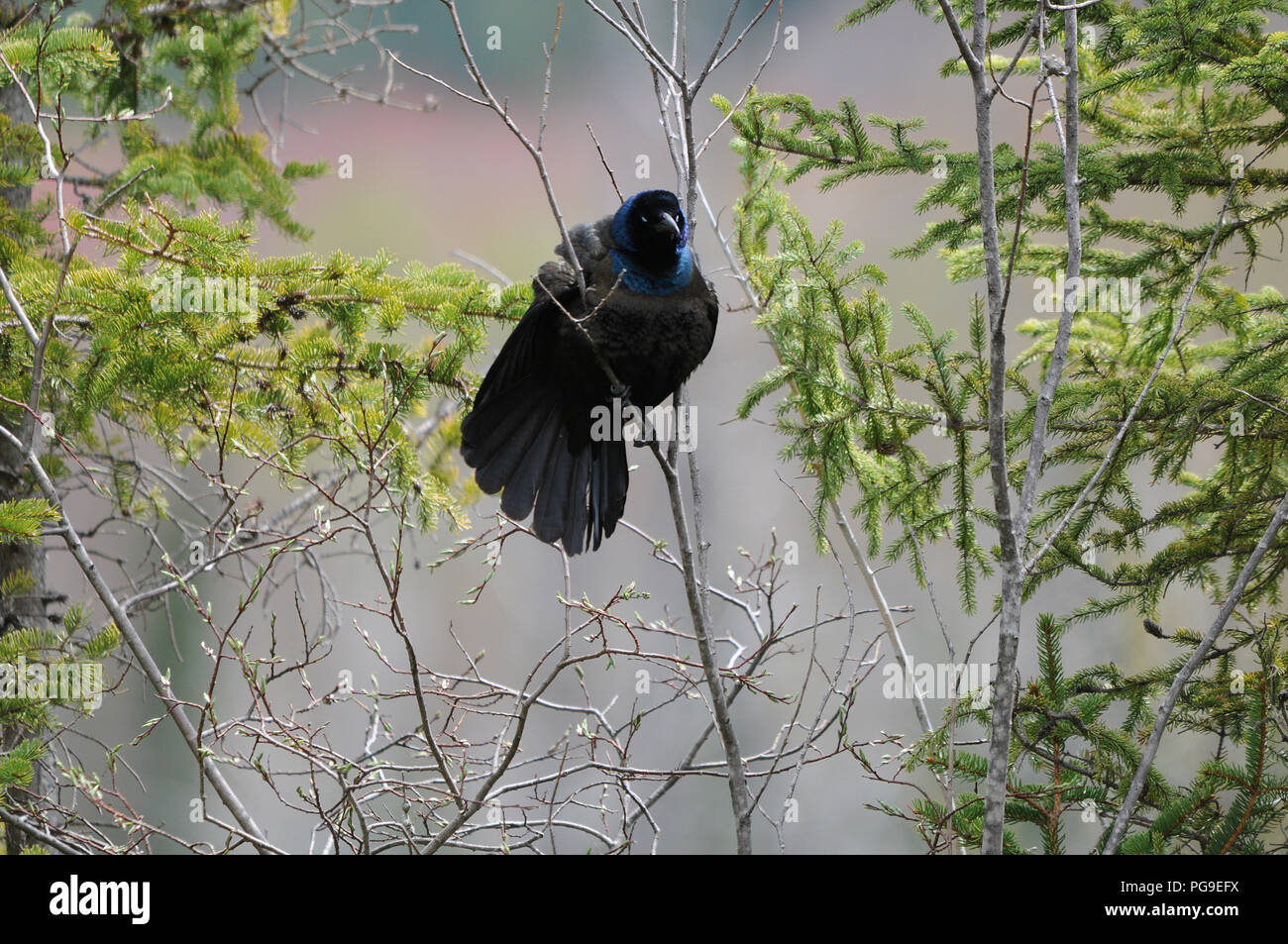 Crackle bird hi-res stock photography and images - Alamy
