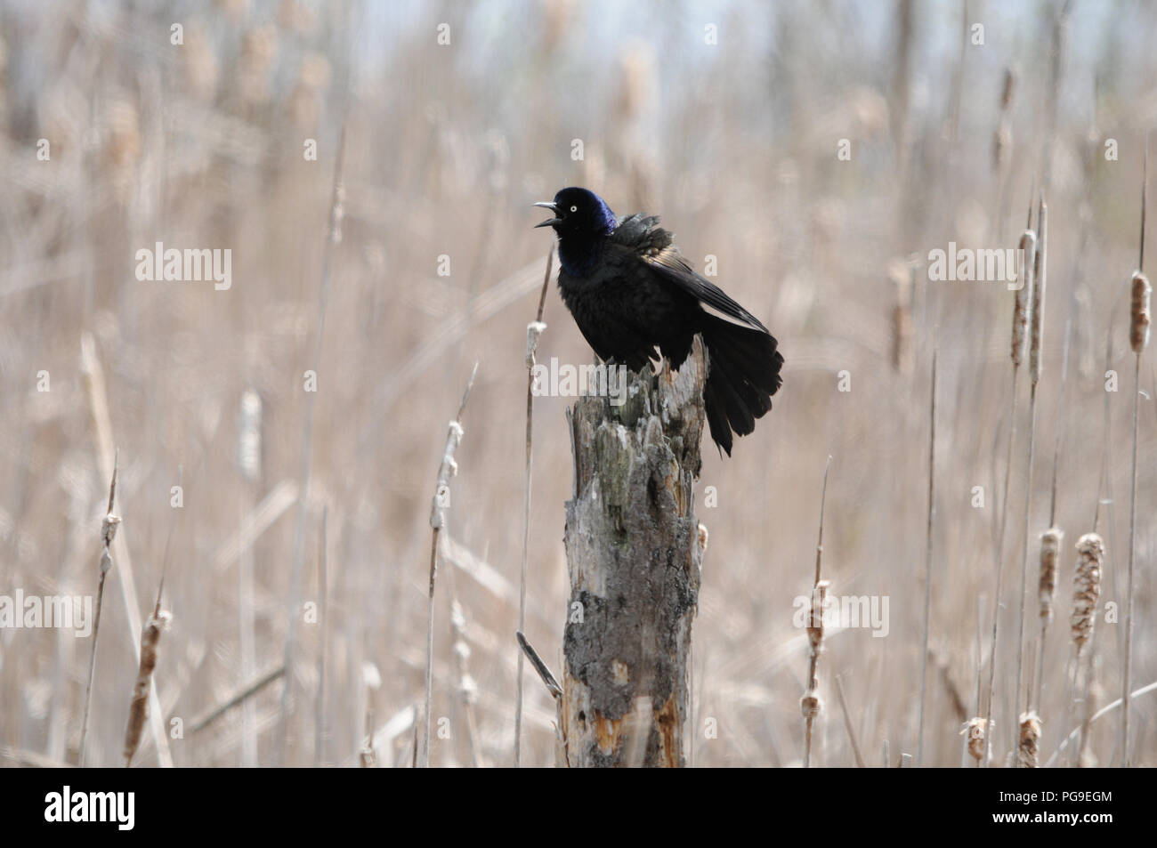 Crackle bird enjoying its surrounding Stock Photo - Alamy