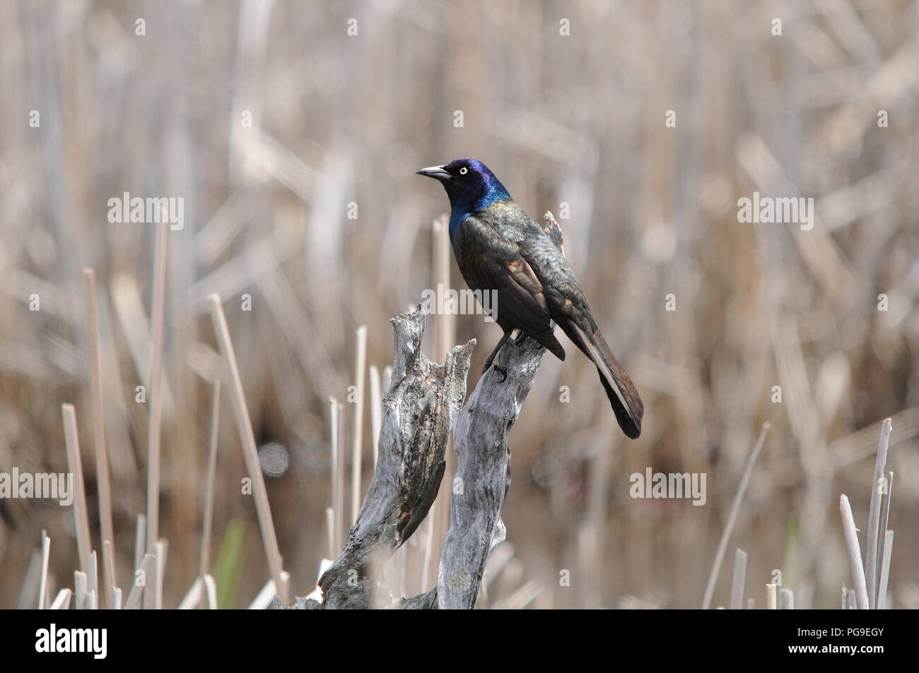 Crackle bird hi-res stock photography and images - Alamy