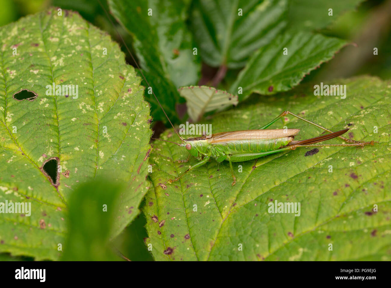 Long winged conehead cricket conocephalus discolor hi-res stock ...